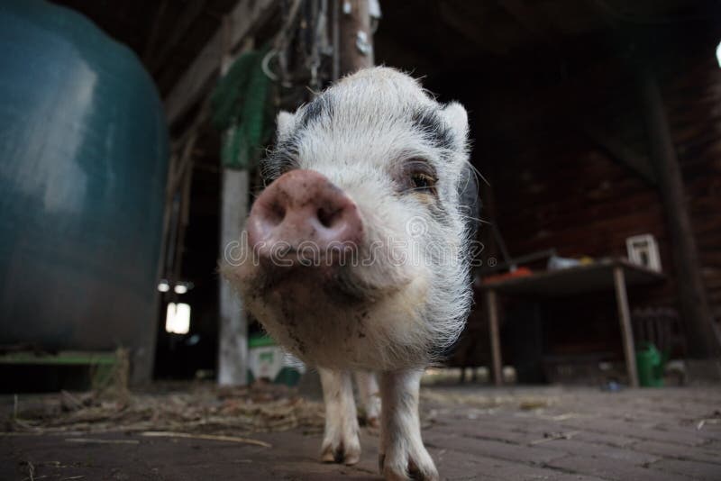 Home pig stock photo. Image of hair, farm, pork, barn - 183590990