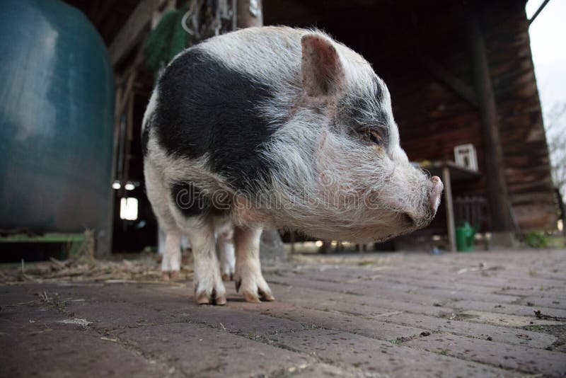 Home pig stock image. Image of home, funny, netherlands - 183591071