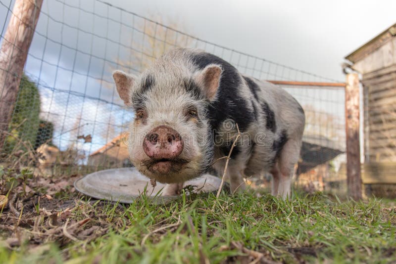 Home pig stock image. Image of farmland, pork, netherlands - 183589985