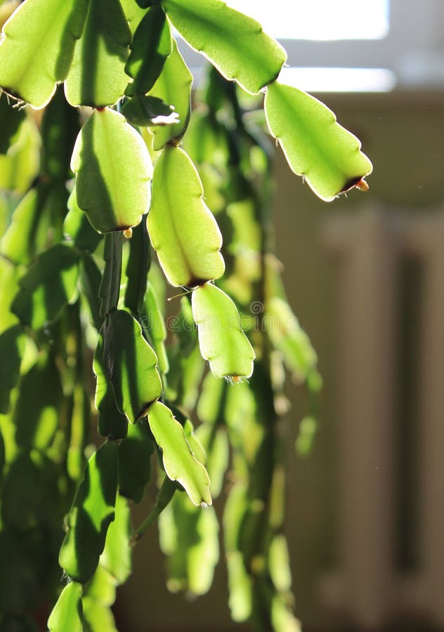 A Home Plant with Drooping Stems that Let the Sunlight through Leaves ...