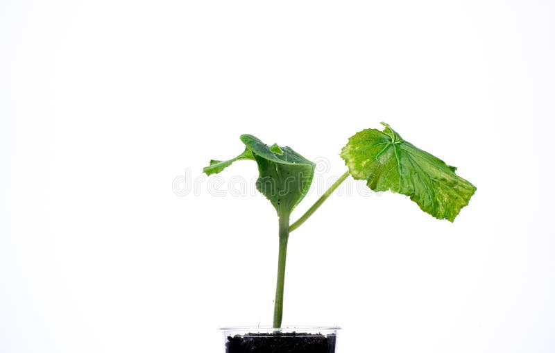 Home Plant in a Flower Pot with Large Leaves Stock Image - Image of ...