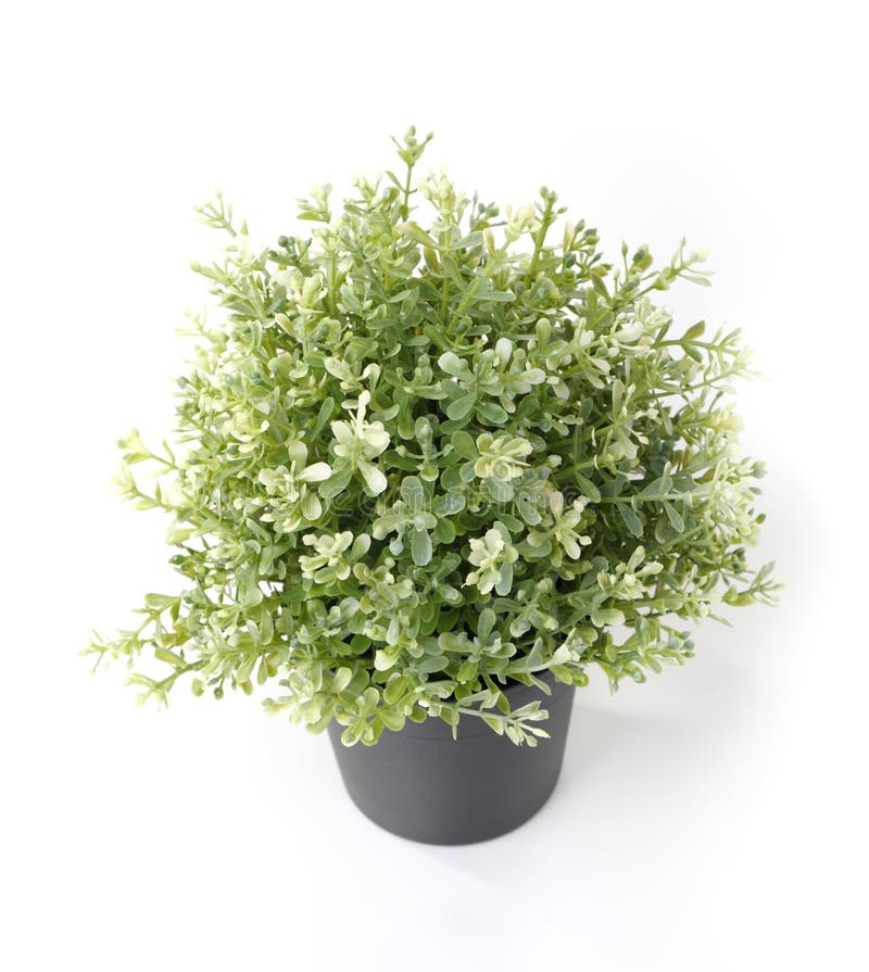 Plant pot stock image. Image of isolated, fresh, growth - 15962987