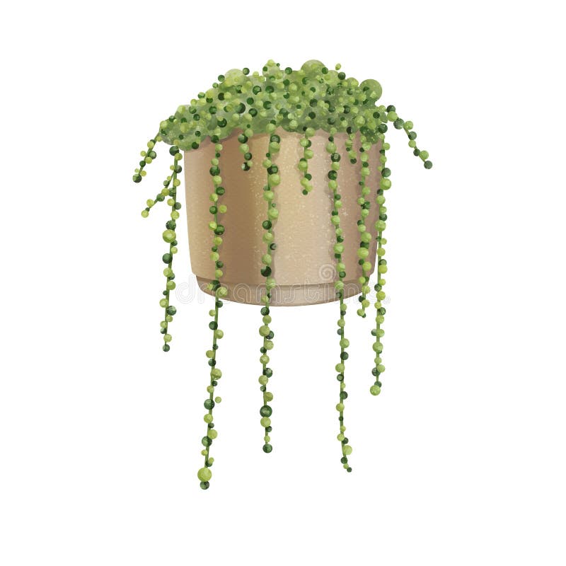 Home Plant String of Pearls Stock Image - Illustration of botany, hobby ...