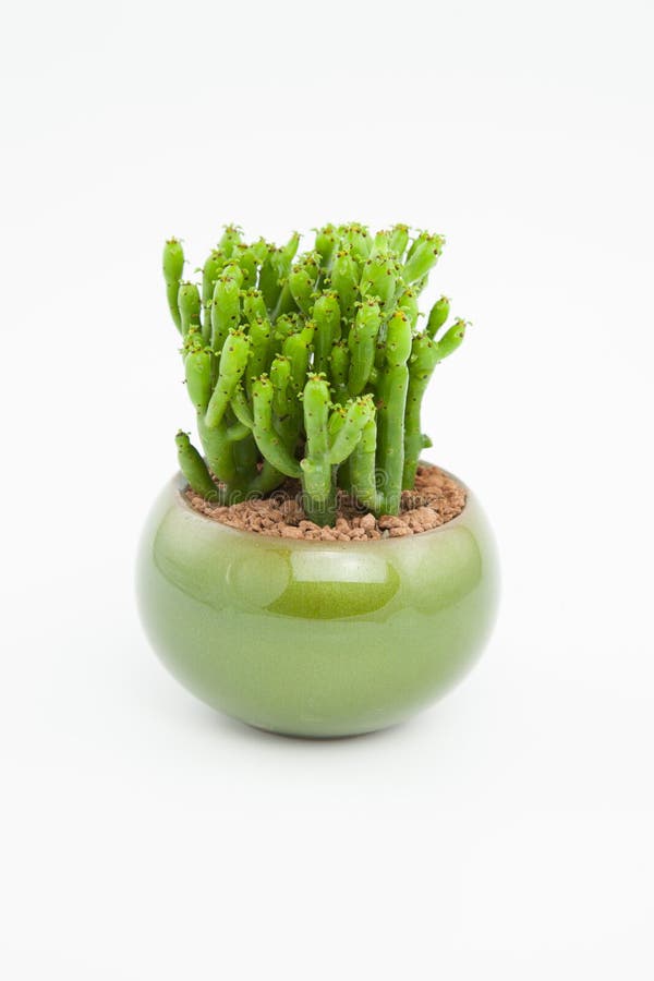 Home Planted Green Succulent Plant Stock Photo - Image of desktop, home ...