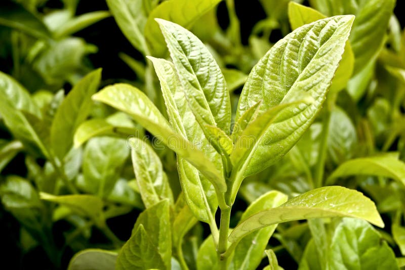 Home plants abstract stock photo. Image of soil, growing - 53748008