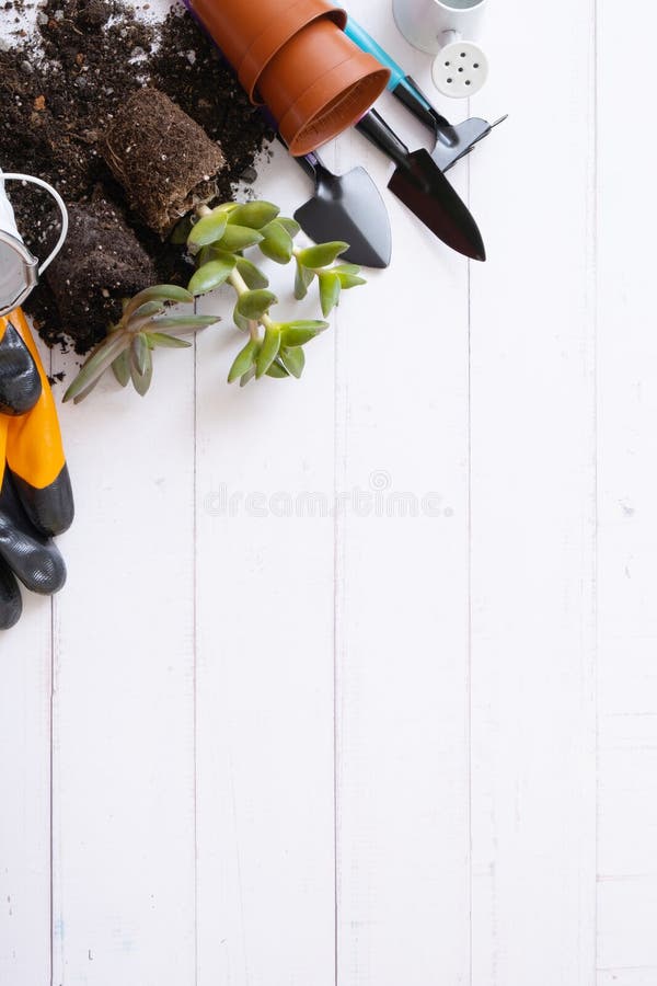 Home Plants and the Soil, Pots and Gardening Tools Flat Lay, Top View ...