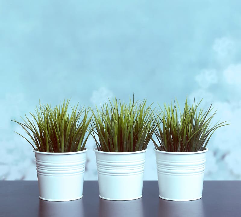 Home Plants on the Table. Interior and Decorative Stock Image - Image ...