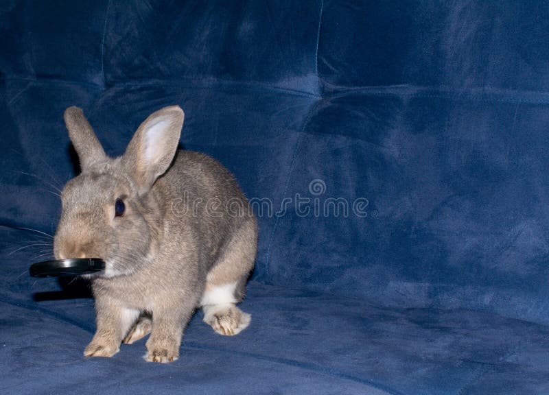 Home Rabbit Play with His Cap Toy Stock Image - Image of looking, cute ...