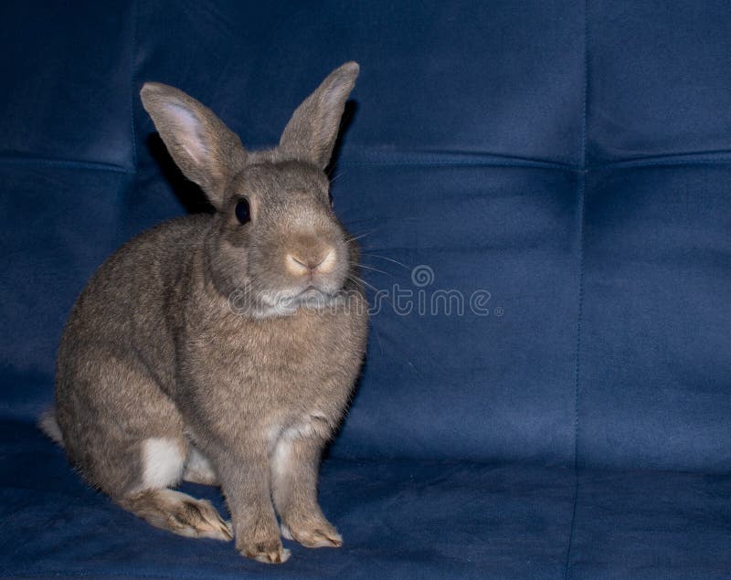 Home Rabbit Sit Straight on a Sofa Stock Image - Image of blanco, fondo ...