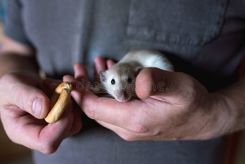 Home Rat in the Hands of the Owner Has a Bagel Stock Image - Image of ...