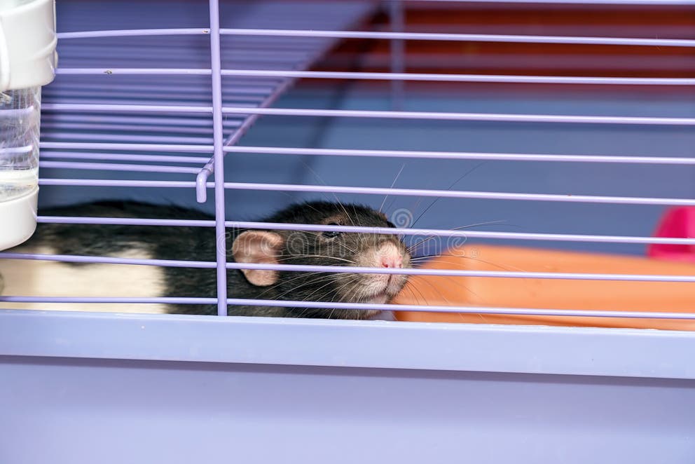 Home Rat with a Mustache Sitting in Cage Stock Photo - Image of ...