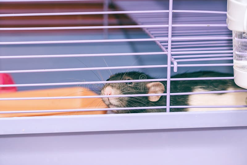 Home Rat with a Mustache Sitting in Cage Stock Photo - Image of cage ...