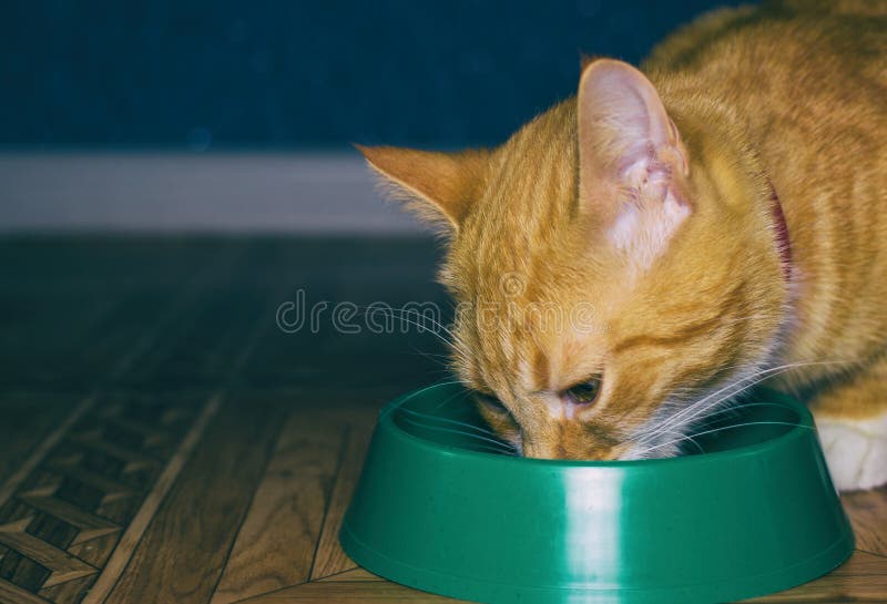 Home red cat eats food stock image. Image of home, healthy - 85016669