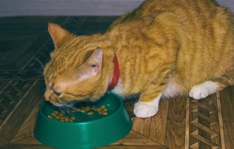 Home red cat eats food stock image. Image of eats, feeding - 85020063