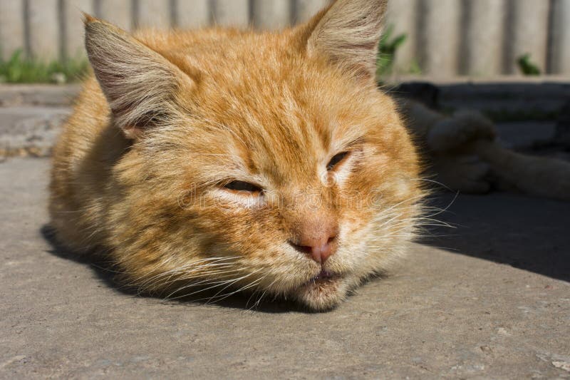 Home Red Cat Sleeping in the Sun Stock Image - Image of domestic, cats ...