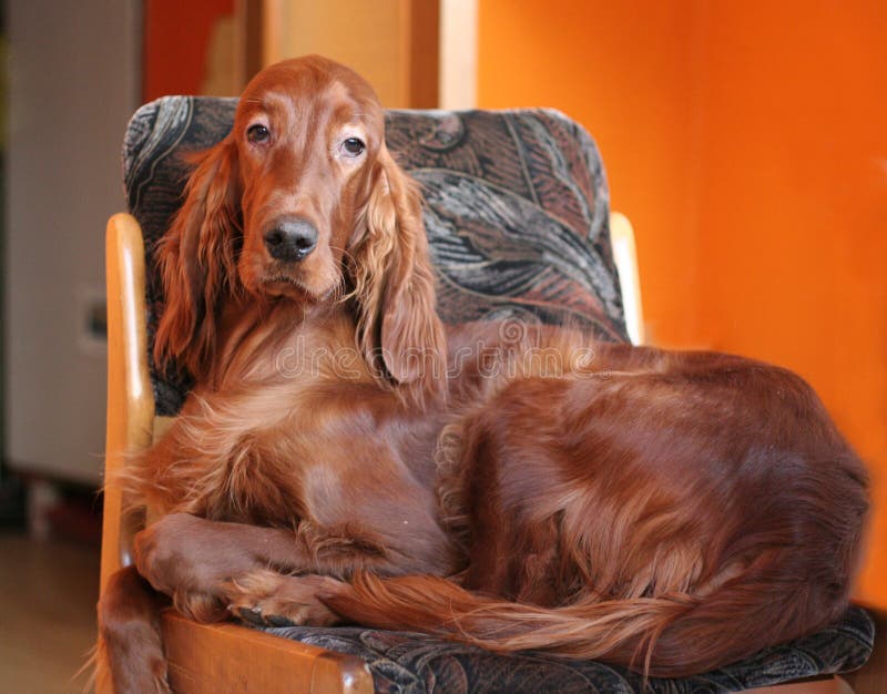 Home setter stock photo. Image of eyes, placidity, quiet - 4490288