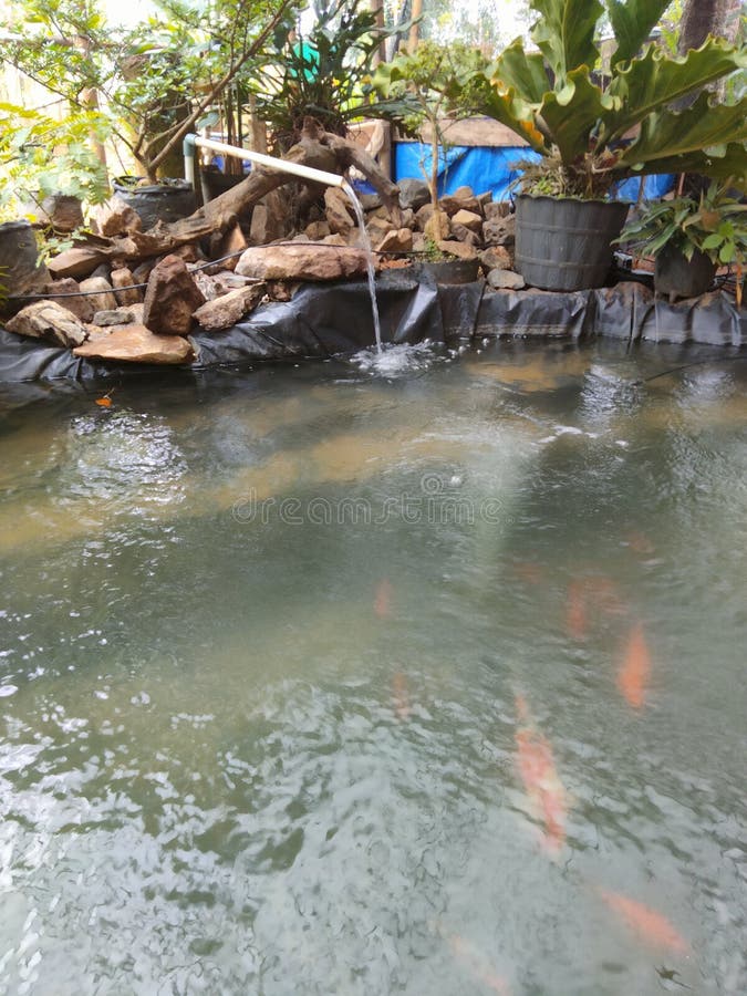 Simple Fish Pond Hatchery Stock Photos - Free & Royalty-Free Stock ...