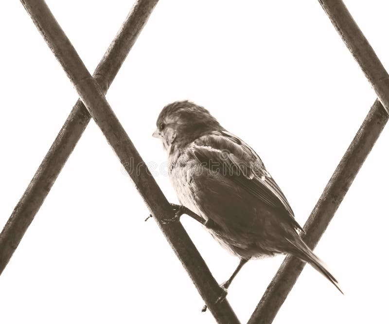Home Sparrow Bird on Metal Grate Stock Image - Image of backlight ...