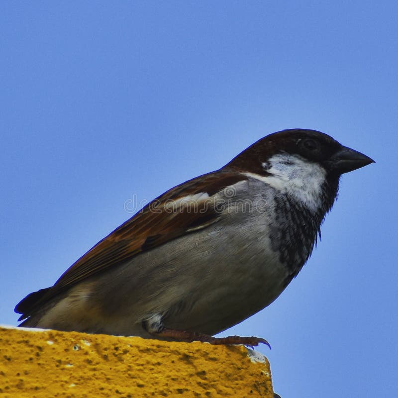 Home Sparrow Seating on a Wall . Male Sparrow. Stock Photo - Image of ...