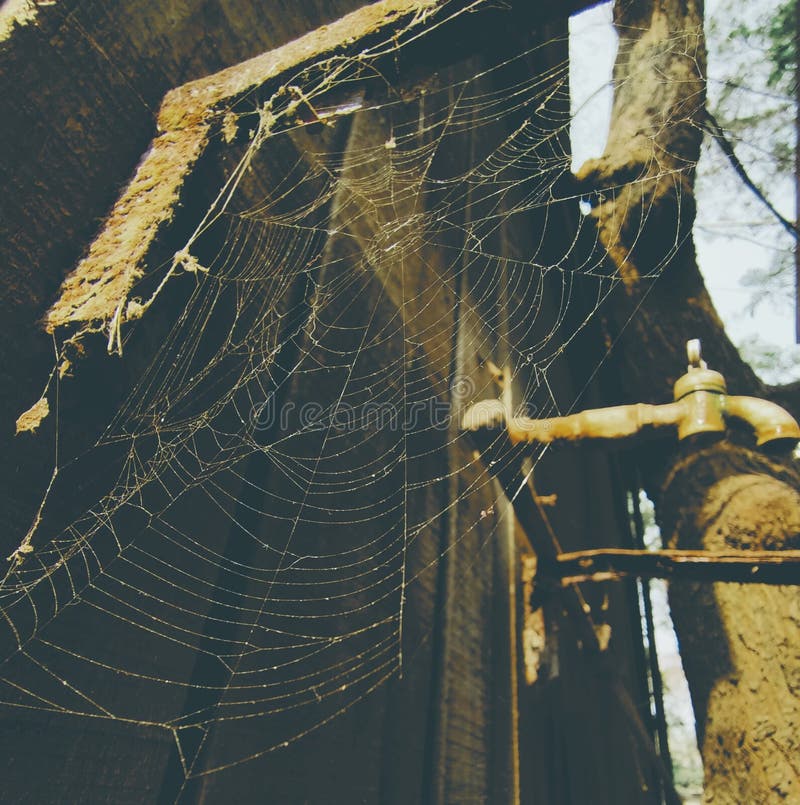Home of Spider stock photo. Image of photographer, natural - 169045370