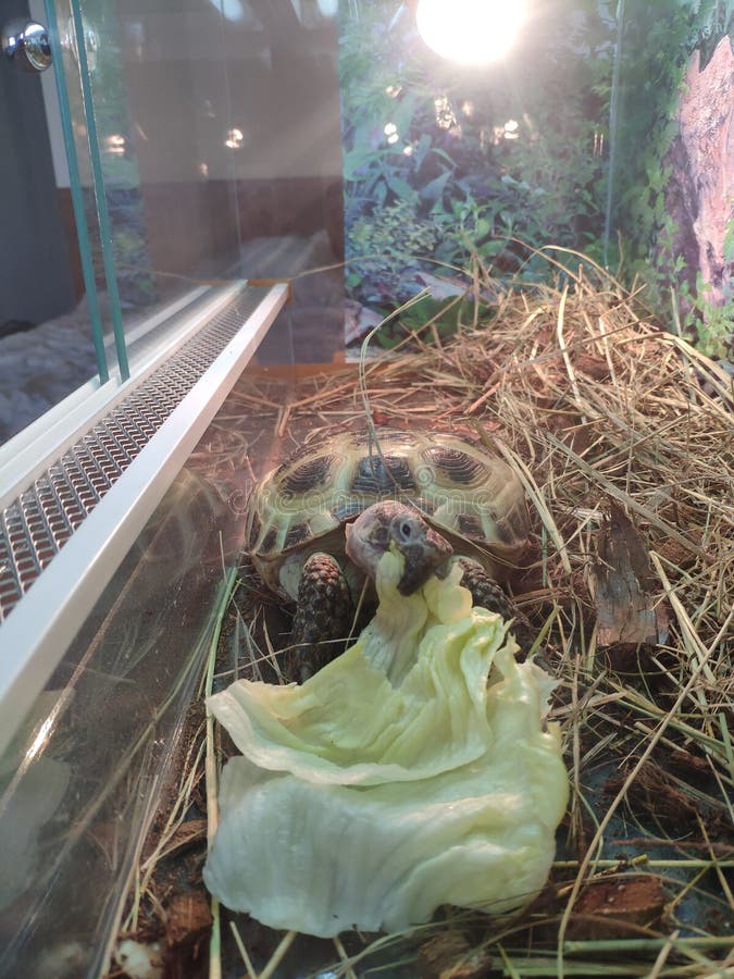 Home Steppe Turtle in the Terrarium Stock Photo - Image of serpent ...