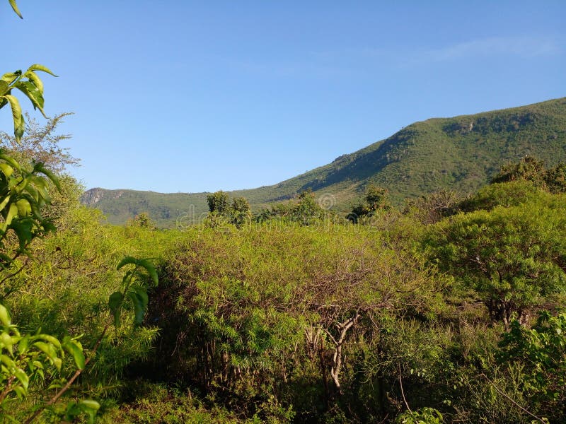 Home Swt Home Mfangano the Cutest Stock Photo - Image of mfangano ...