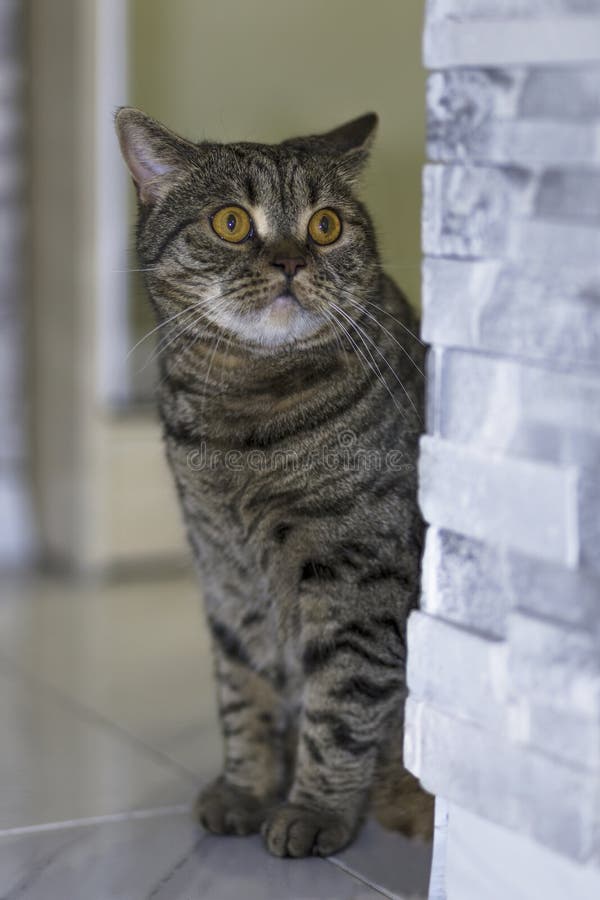 Tabby Cat with Yellow Eyes Peeks Around the Corner Stock Image - Image ...