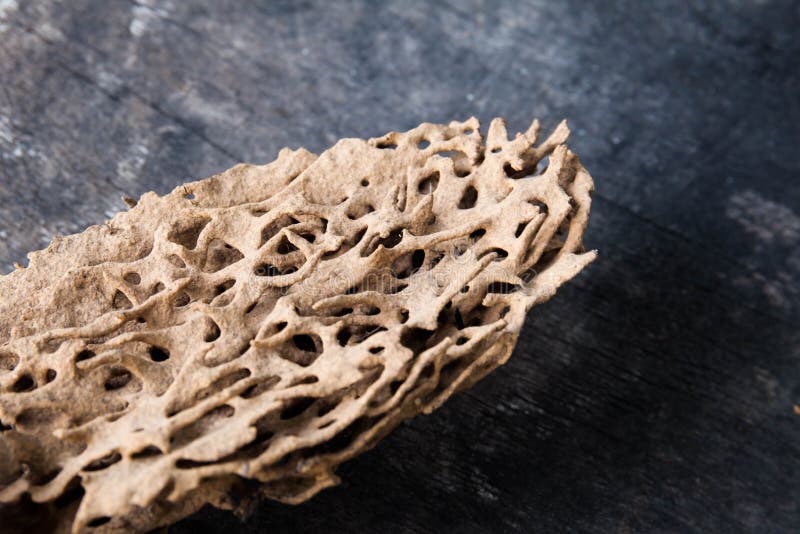 Home of Termite stock image. Image of termite, background - 75111789