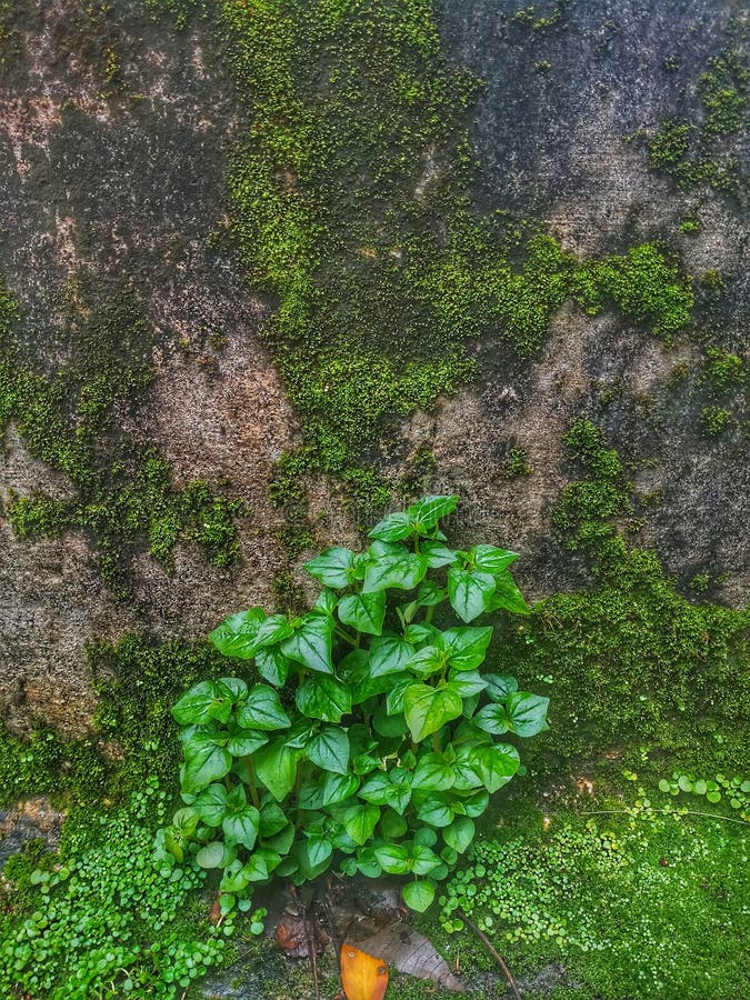 Mashi thand stock image. Image of thand, nature, mashi - 126781557