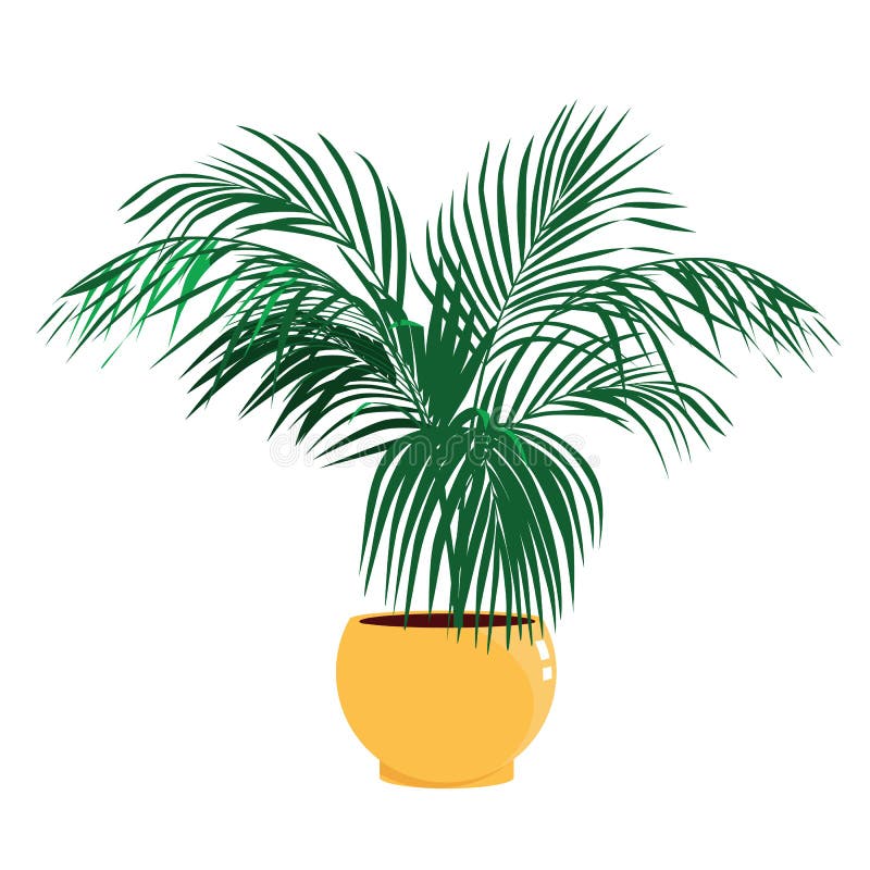 Areca Tree Stock Illustrations – 1,288 Areca Tree Stock Illustrations ...