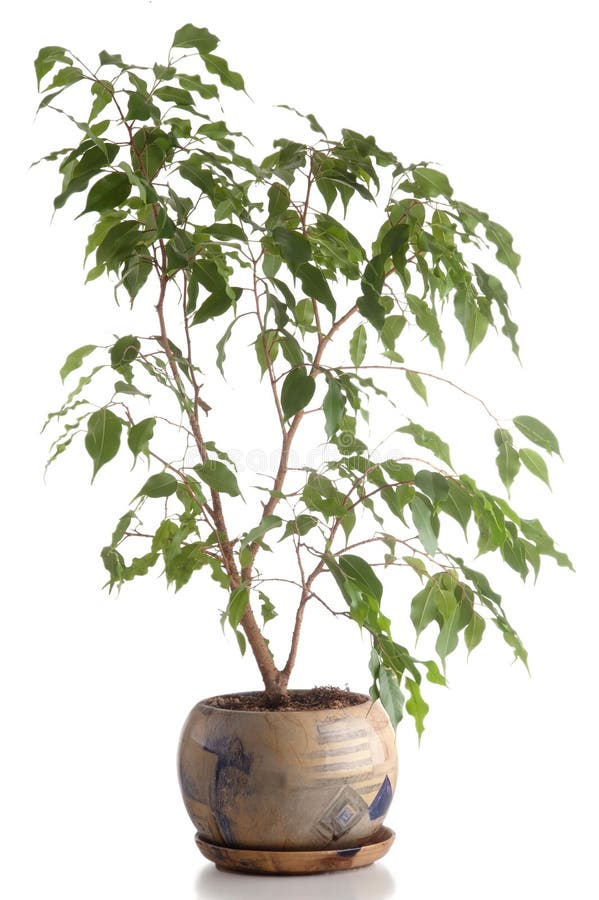 Home tree in a pot stock photo. Image of color, leaves - 12484450