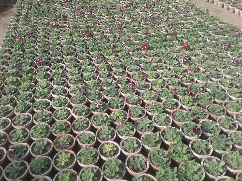 Beautiful Narsri Stock Photos - Free & Royalty-Free Stock Photos from ...