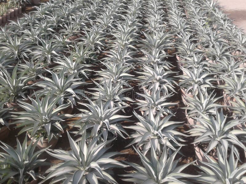 Home using stock photo. Image of verary, home, palace - 133360172