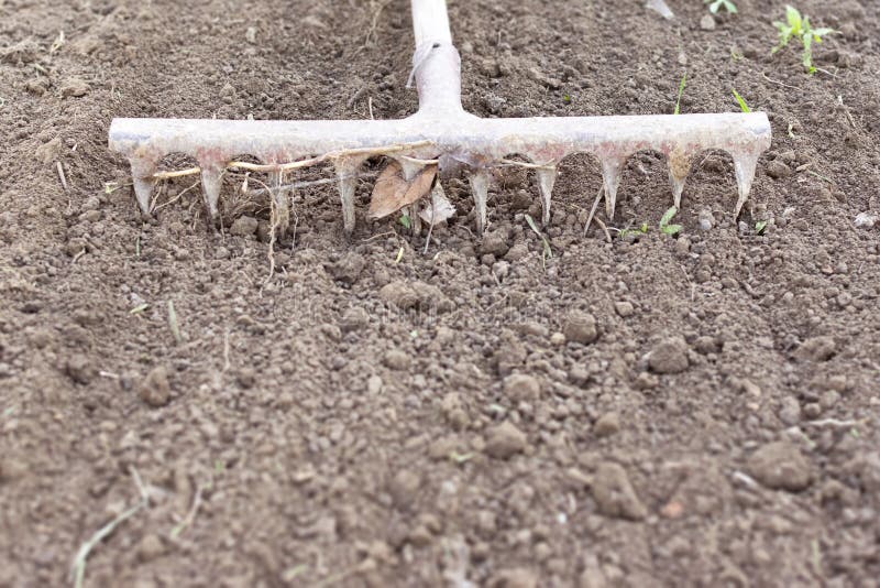 A Home Vegetable Garden Being Prepared for Planting. Rake in the Garden ...