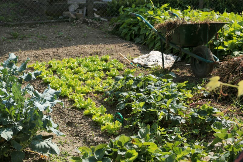 Home vegetable garden stock image. Image of grow, farmer - 157846631