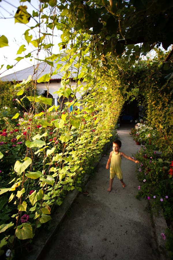 Home vine stock photo. Image of grape, covering, shadow - 24040112