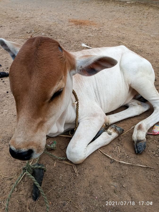 Home is where my cows are. stock image. Image of bull - 224706659