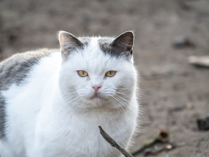 White Cat With Gray Ears And Blue Eyes Stock Photo - Image of ears ...