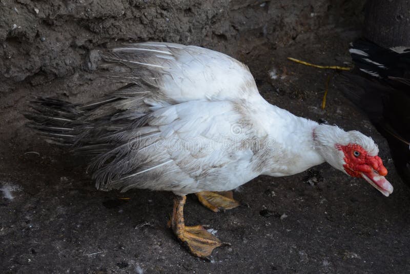Home White Duck in Chicken Coop. Livestock Concept Stock Image - Image ...