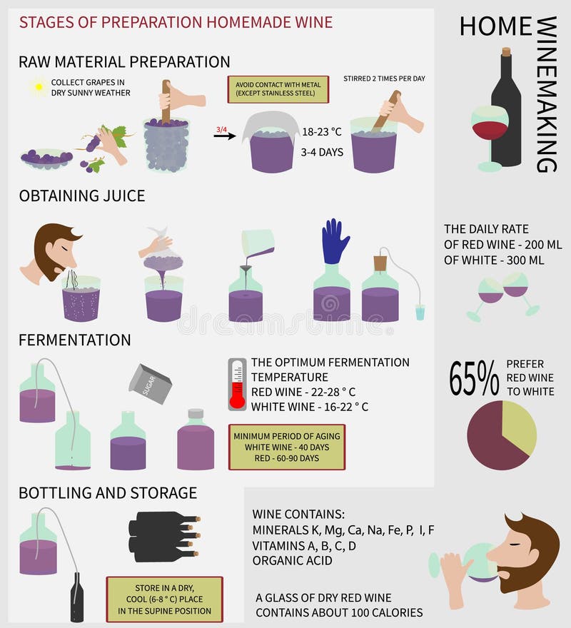 Home Winemaking. Wine from Grapes. Infographics. Stock Illustration ...