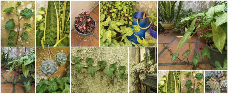 Home Yard Garden Photo Collage Composition Stock Image - Image of ...