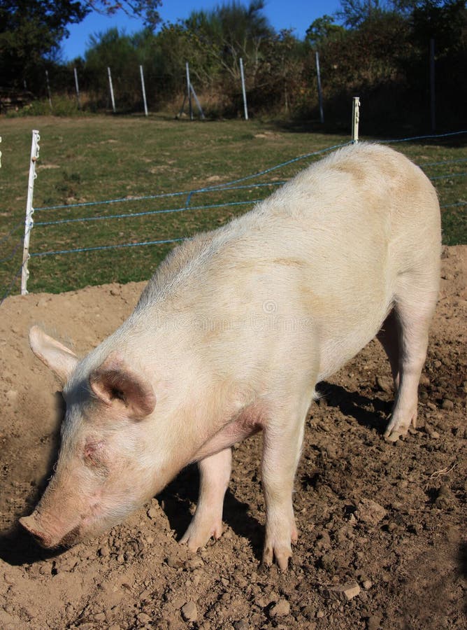 Pigs rooting stock image. Image of meat, daytime, stripy - 1014873
