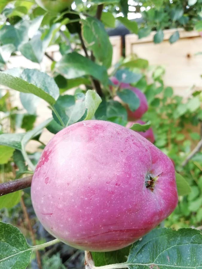 Homegrown Apple Growing on Tree in Garden Stock Image - Image of ...