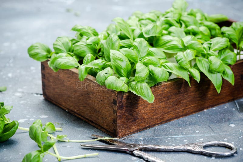 Homegrown Basil Herb. Kitchen Herbs at Home Stock Photo - Image of ...