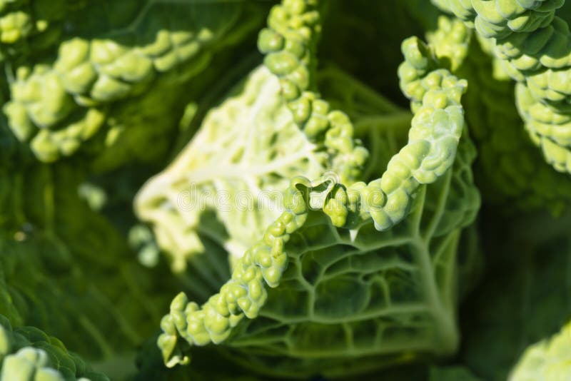Homegrown Healthy Fresh Cabbage Macro Close Up Stock Photo - Image of ...