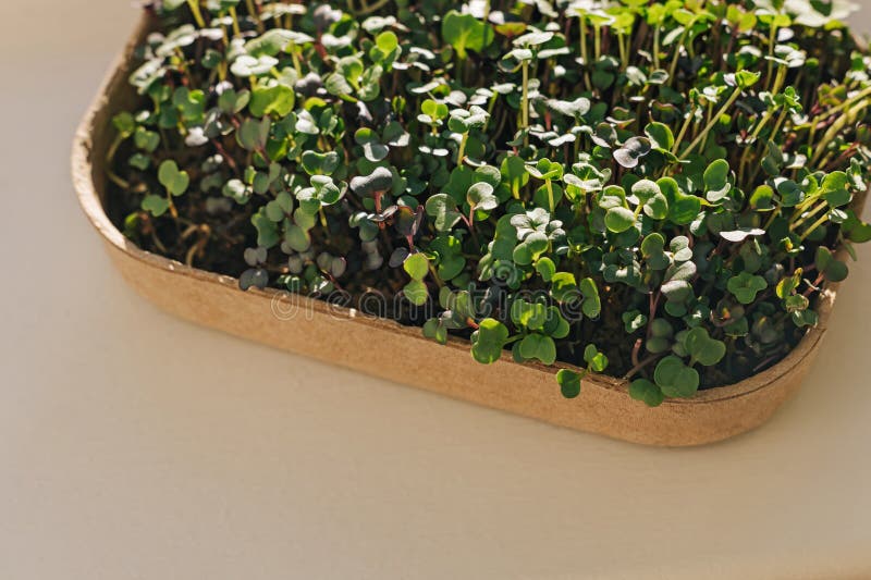 Homegrown Micro Green on the Windowsill Close-up Stock Image - Image of ...
