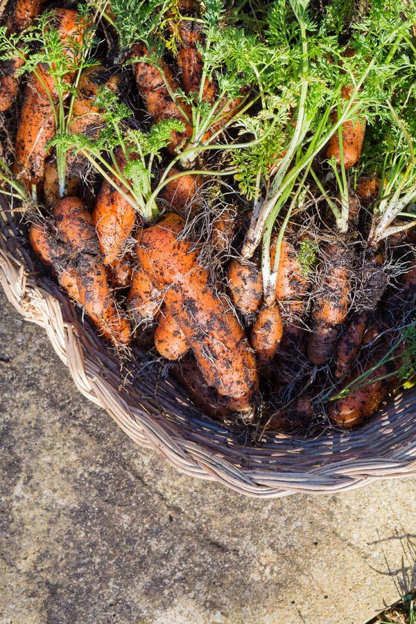 Homegrown Organic Carrots in Wicker Basket Stock Image - Image of ...