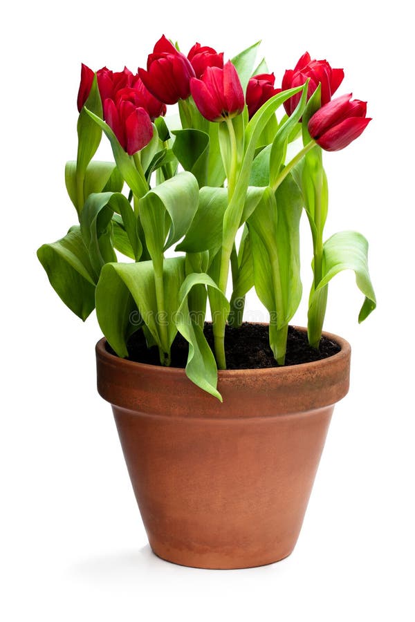 Homegrown Red Tulips in Flower Pot Isolated on White Stock Photo ...
