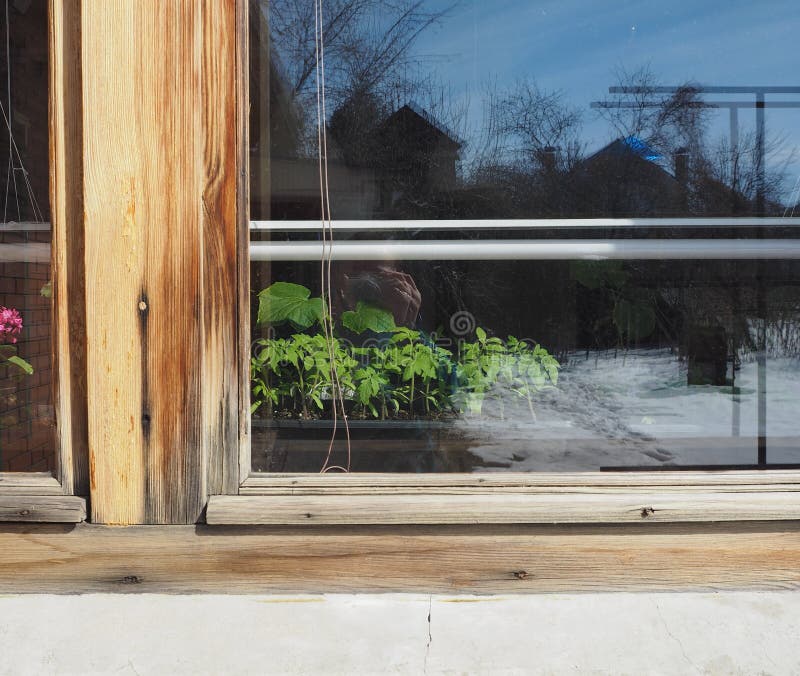 Homegrown Seedlings. Green Tomato Sprouts with an Ultraviolet Lamp are ...