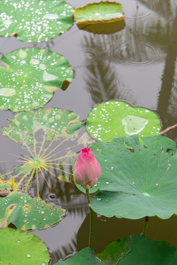 Homegrown Vegetable Garden with Swamp in the Backyard. Stock Image ...